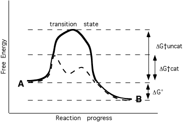 Enzyme Kinetics Lectures