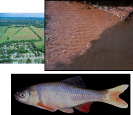 Ecology and Evolution of Fishes